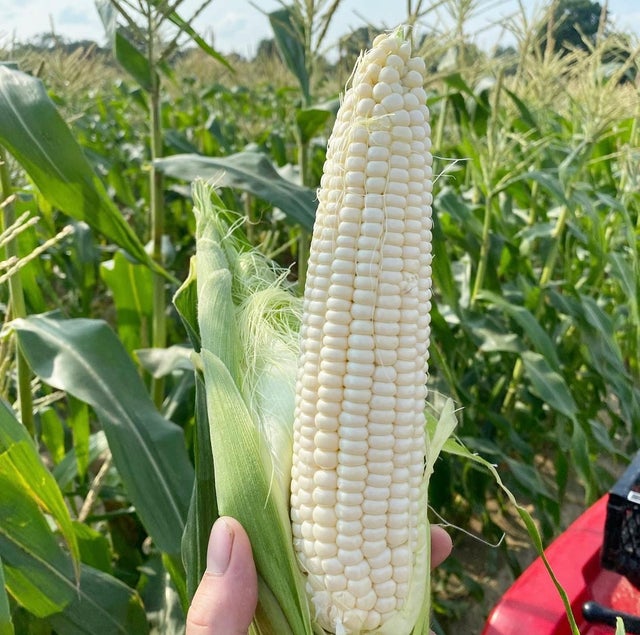 Pre-Order Homegrown White Sweet Corn: Pick-Up Late July through August