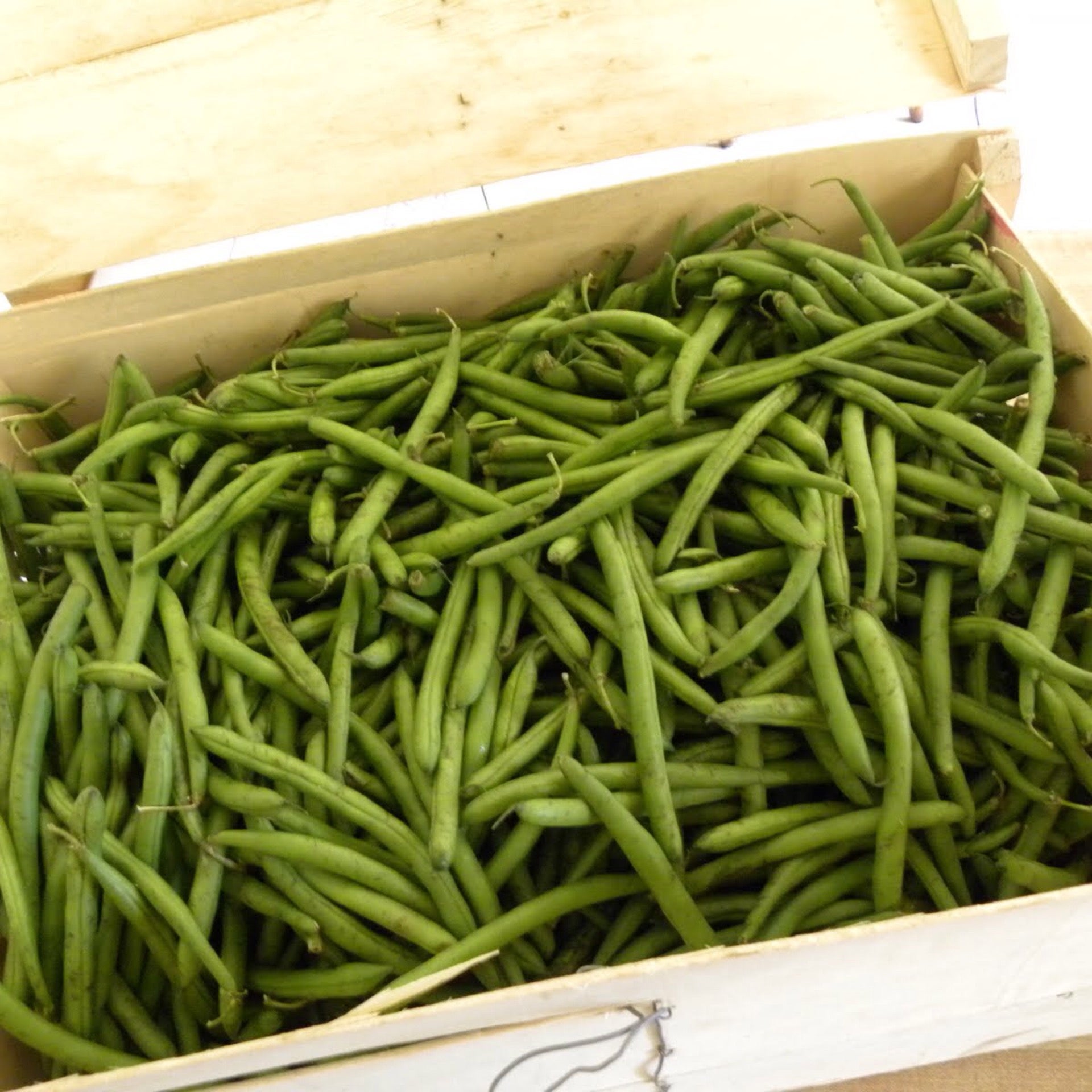 Pre-Order a Bushel of Indiana Green Beans: Pick-Up in July | Beasley's ...