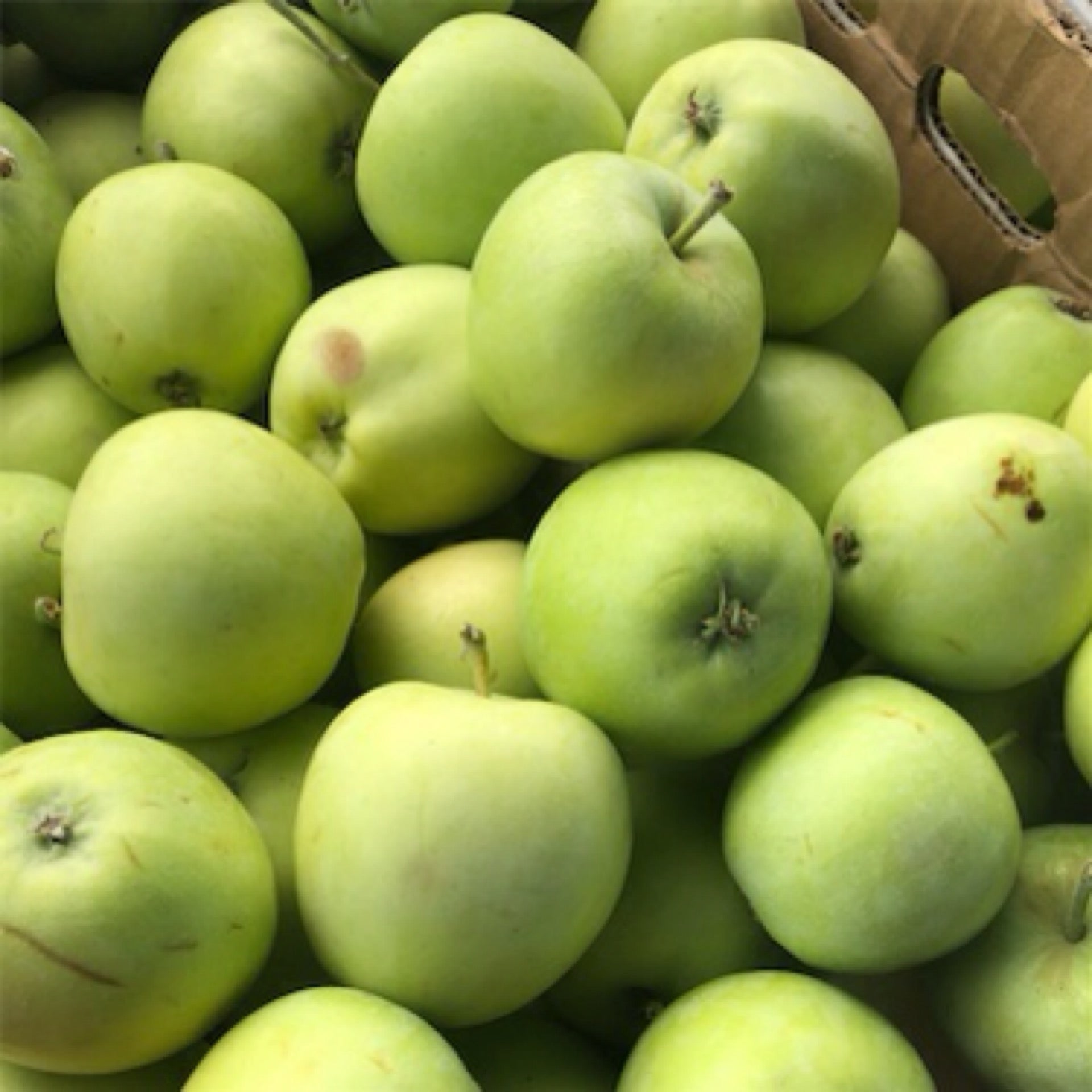 Pre-Order Lodi Apples - Available early July | Beasley's Orchard