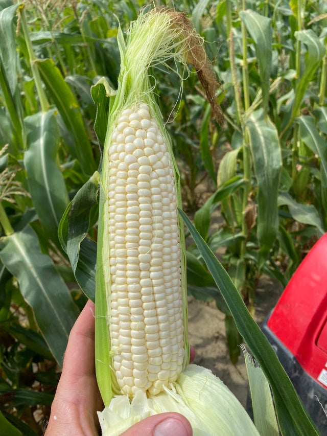 Pre-Order Homegrown White Sweet Corn: Pick-Up Late July through August